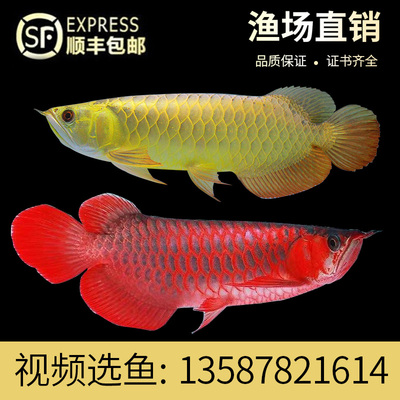 金龙鱼印尼活体幼苗红龙鱼