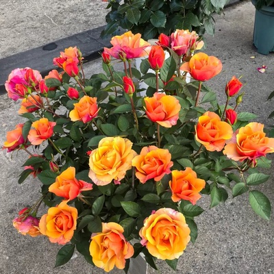 【艾帕索】棒棒糖树 永远阳台大花月季花苗月季花庭院玫瑰花花园