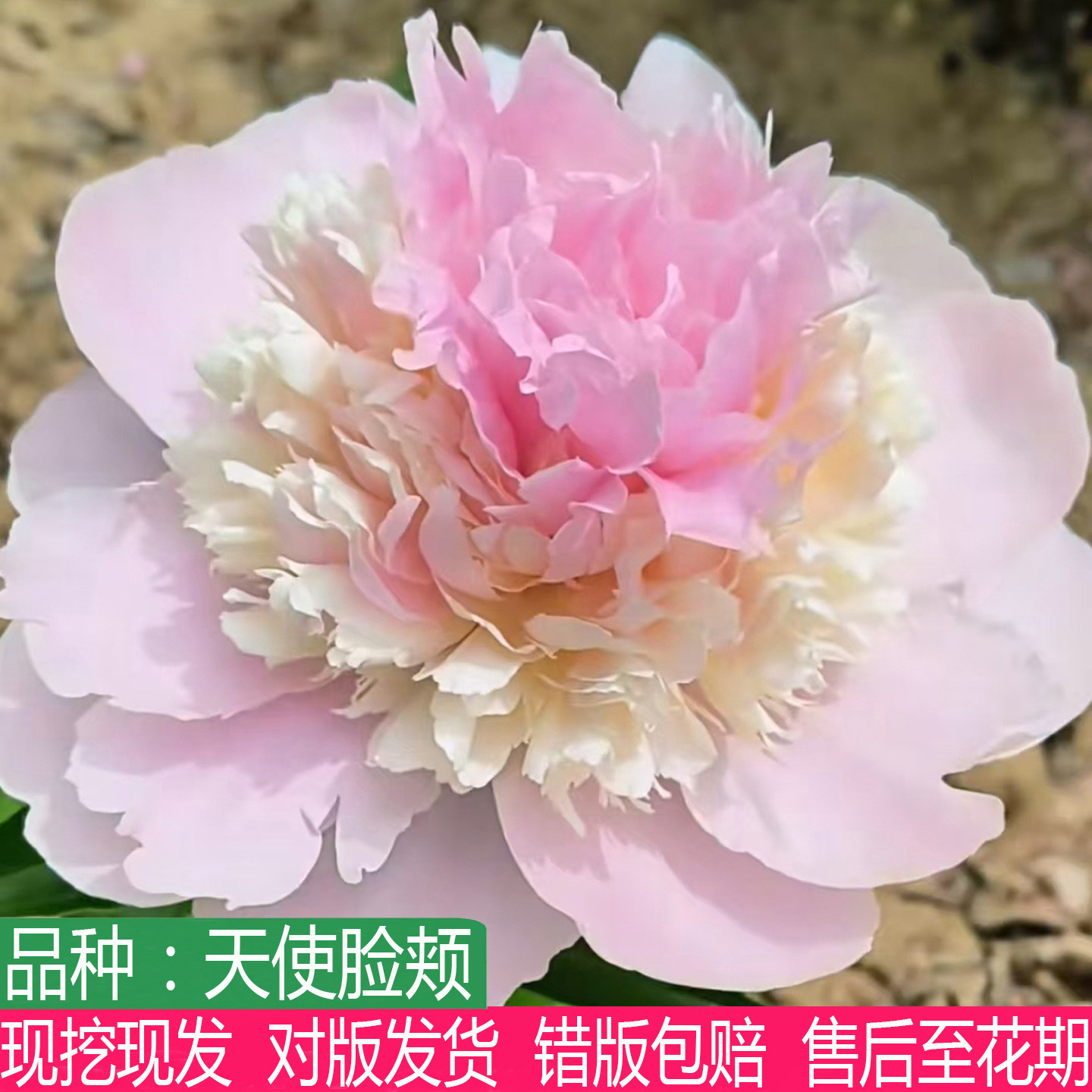 荷兰进口天使脸颊芍药花苗老桩盆栽庭院阳台观赏大花重瓣草本花卉