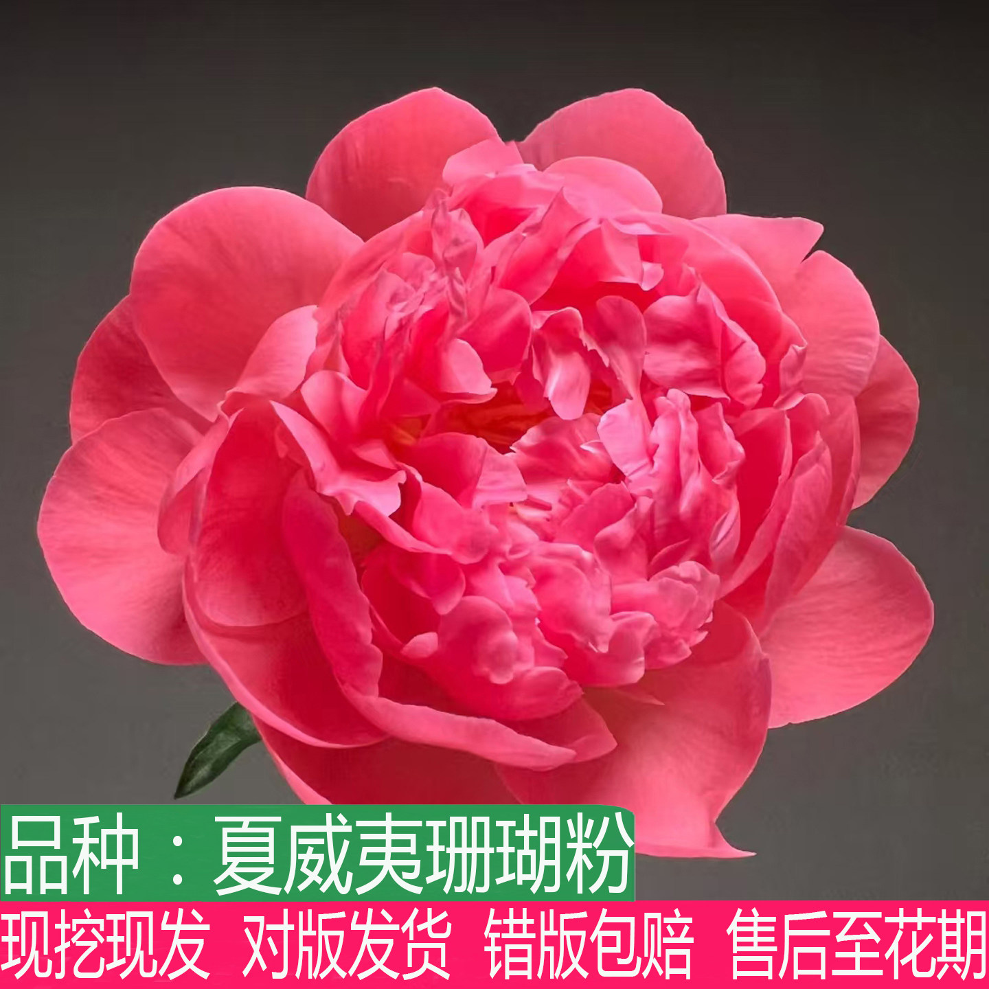 进口品种夏威夷珊瑚粉变色芍药花苗大花重瓣盆栽庭院阳台草本花卉