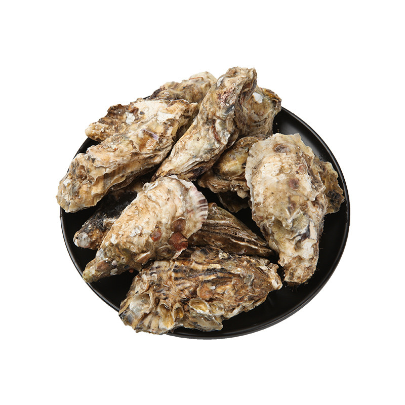 北纬37°冷水牡蛎（单只100-150g）1.5kg/份_虎窝淘