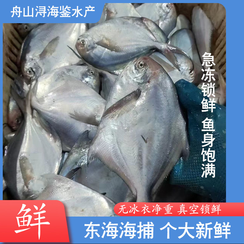 舟山鲳鱼银鲳鱼昌鱼鳊鱼海鲜新鲜鲜海鲜水产平鱼活冷冻特大白鲳鱼
