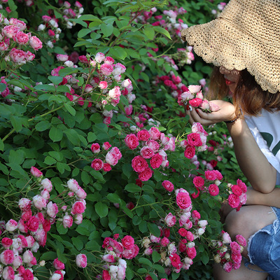 天狼月季授权藤本胭脂扣小苗小花群开老园丁庭院盆栽楼顶爬藤月季