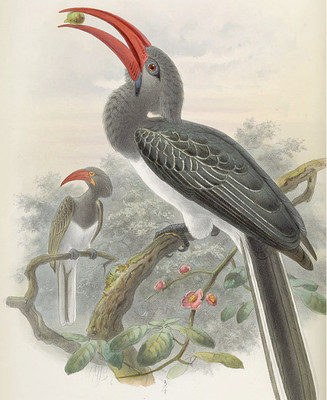 R108【美国】Daniel Giraud Elliot 犀鸟（Bucerotid）铜版画图.