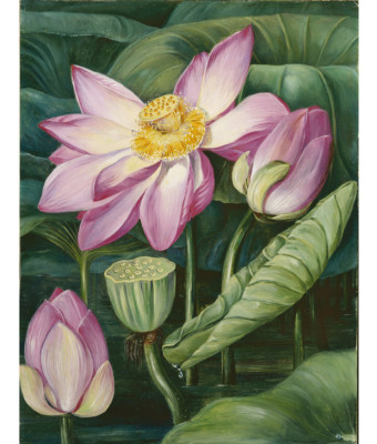 A531【英国】玛丽安娜·诺斯（Marianne North）绘画素材网传图库