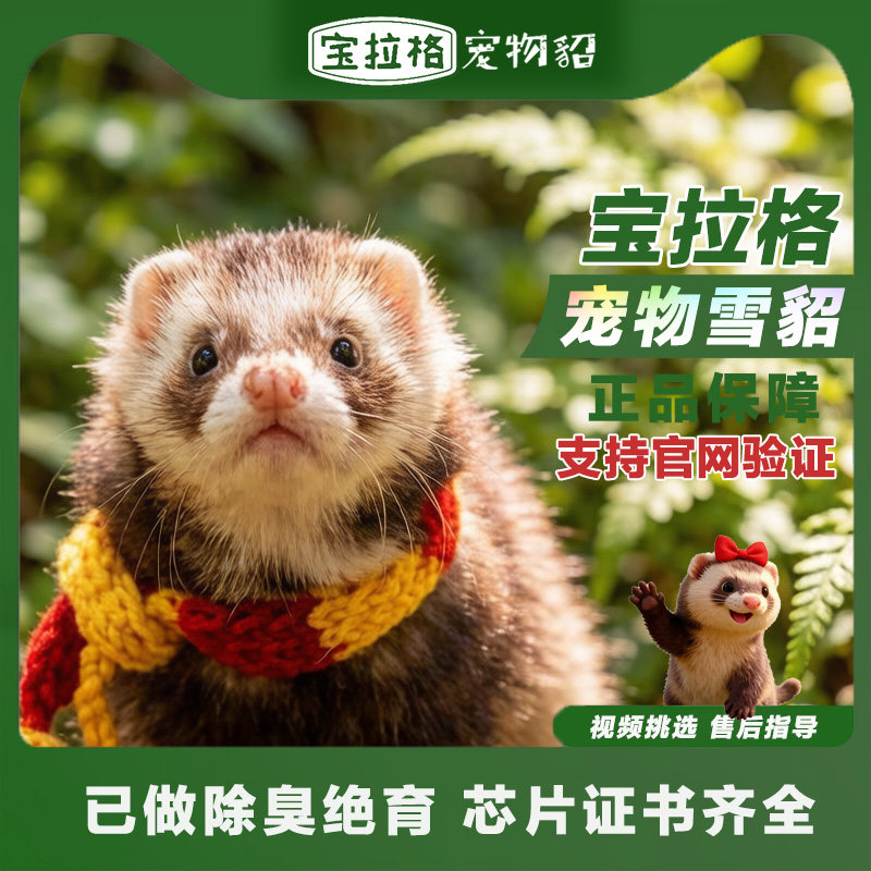 宠物貂雪貂小宠物白色幼崽安德哥鲁幼貂活物宝宝小型好养认主萌宠