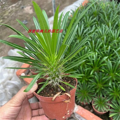 非洲霸王树盆栽净化空气易养护