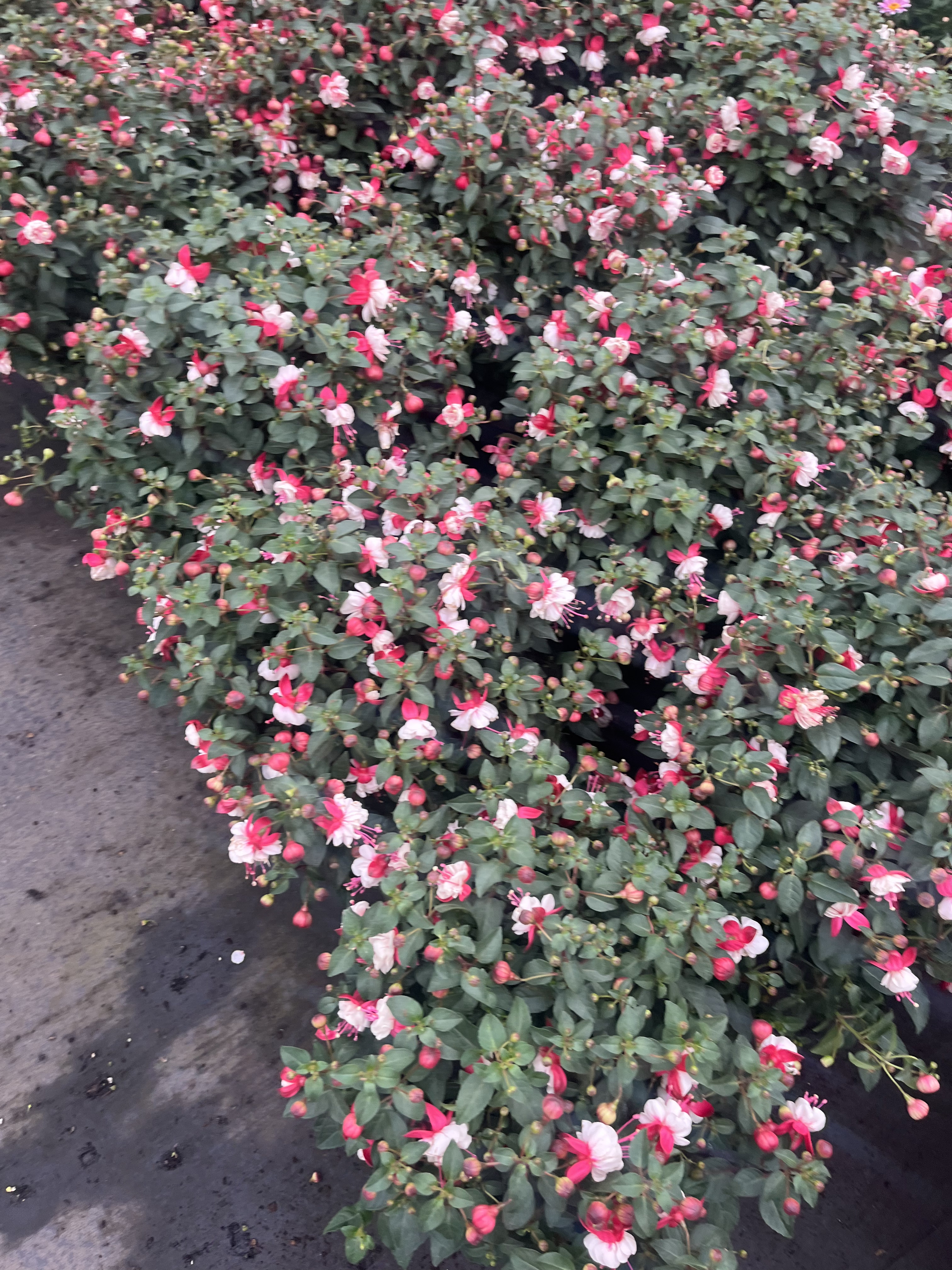 花镜花卉植物灯笼花