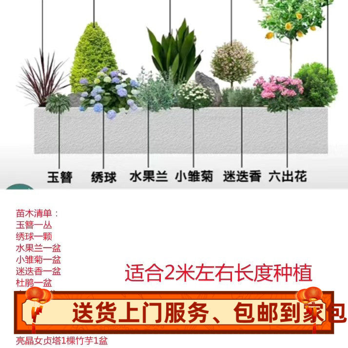 花镜植物亮晶女贞棒棒糖系列搭配套餐