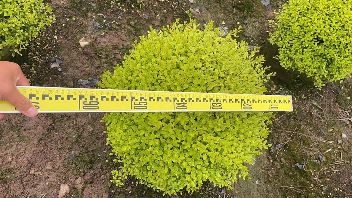 四季常青耐寒不落叶亮金女贞球亮晶女贞棒棒糖花园庭院球型植物