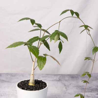 垂直葡萄潮流块根绿植盆景