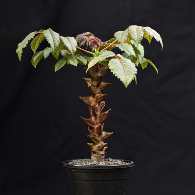 墨西哥角榄橄榄科阳台块根盆栽