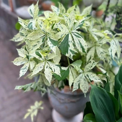 浙庭院小花匠*五叶地锦“星雨”耐寒多年生*攀爬地被垂吊*有秋色