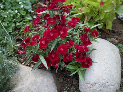 鲁庭院小花匠*矮生红石竹*耐寒多年生*花期长花量大*组盆素材