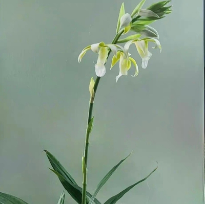 鲁庭院小花匠*白花素心鹤顶兰*多年生*耐热地生兰*低维护兰科兰花
