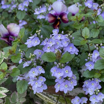 鲁庭院小花匠*平卧婆婆纳“沃特佩里蓝”耐寒多年生*寄植组盆匍匐