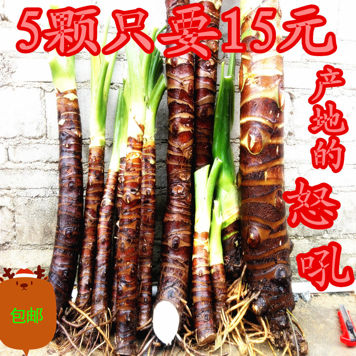 滴水观音盆栽大海芋霸王芋千手观音水培绿植花室内植物盆景包邮