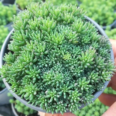 薄雪万年草耐旱佛甲草铺面常青植物小区屋顶庭院花园中华景天多肉