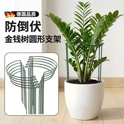 花支撑架花架支撑杆花架花卉龟背竹防倒伏虎皮兰护花聚拢防倒伏架