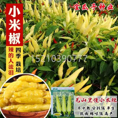 四羌山皇佳辣QQU春椒种子高产小米椒泡椒秋朝天椒种籽季季阳台蔬