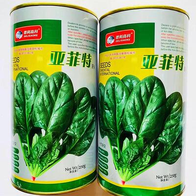 力哈德亚菲特菠菜种黑绿油亮耐寒耐抽苔EDL高产病商品性佳子春抗