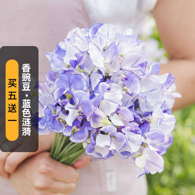 进口香豌豆种子斯宾塞/蓝色涟漪Blue Ripples波纹爬藤花籽春秋播