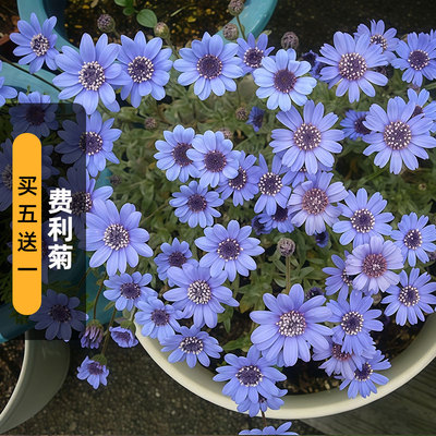费利菊种子蓝玛格丽特异叶蓝雏菊