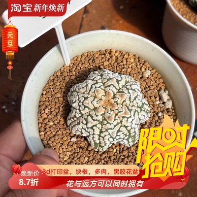 泰系实生海星体浓白V兜/s394星兜属仙人球一物一拍多肉包邮9/7