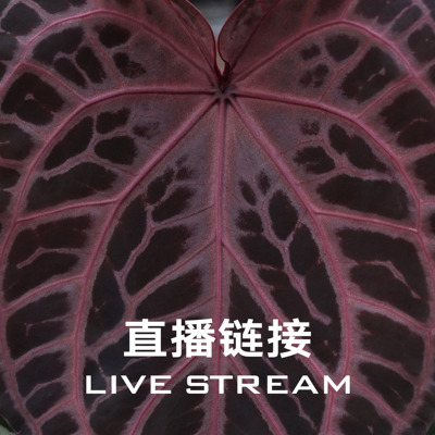 【物拍链接】9.2直播 梅子酱杂NSE波特杂绿洲花烛 天南星科室植物