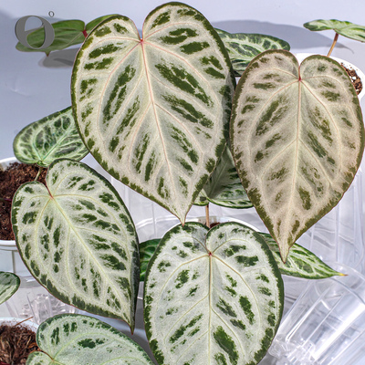 活性植物/ 云雾森林花烛 红魔法杂铜锣烧 室内绿植观叶植物