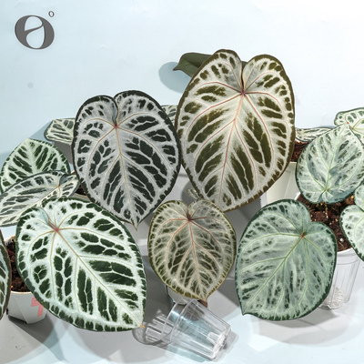 活性植物/釉花烛 红伊芙杂粉色面纱 室内绿植观叶植物