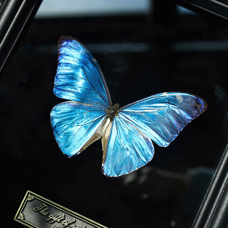 安东尼斯闪蝶蓝色蝴蝶标本礼物相框摆件diy工艺品标本画生日礼物_虎窝淘
