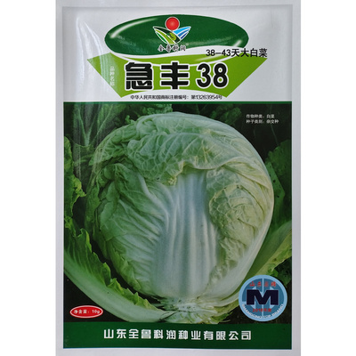 夏秋阳急丰38夏季种子耐热大白菜