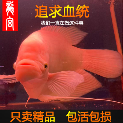 龍宮招财鱼精品热带鱼纯正血统