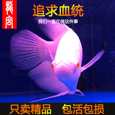 龙宫红眼招财鱼黑眼观赏鱼