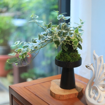 雪莹常青藤苔藓球绿植