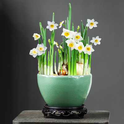 大口径水仙花客厅摆件陶瓷花盆