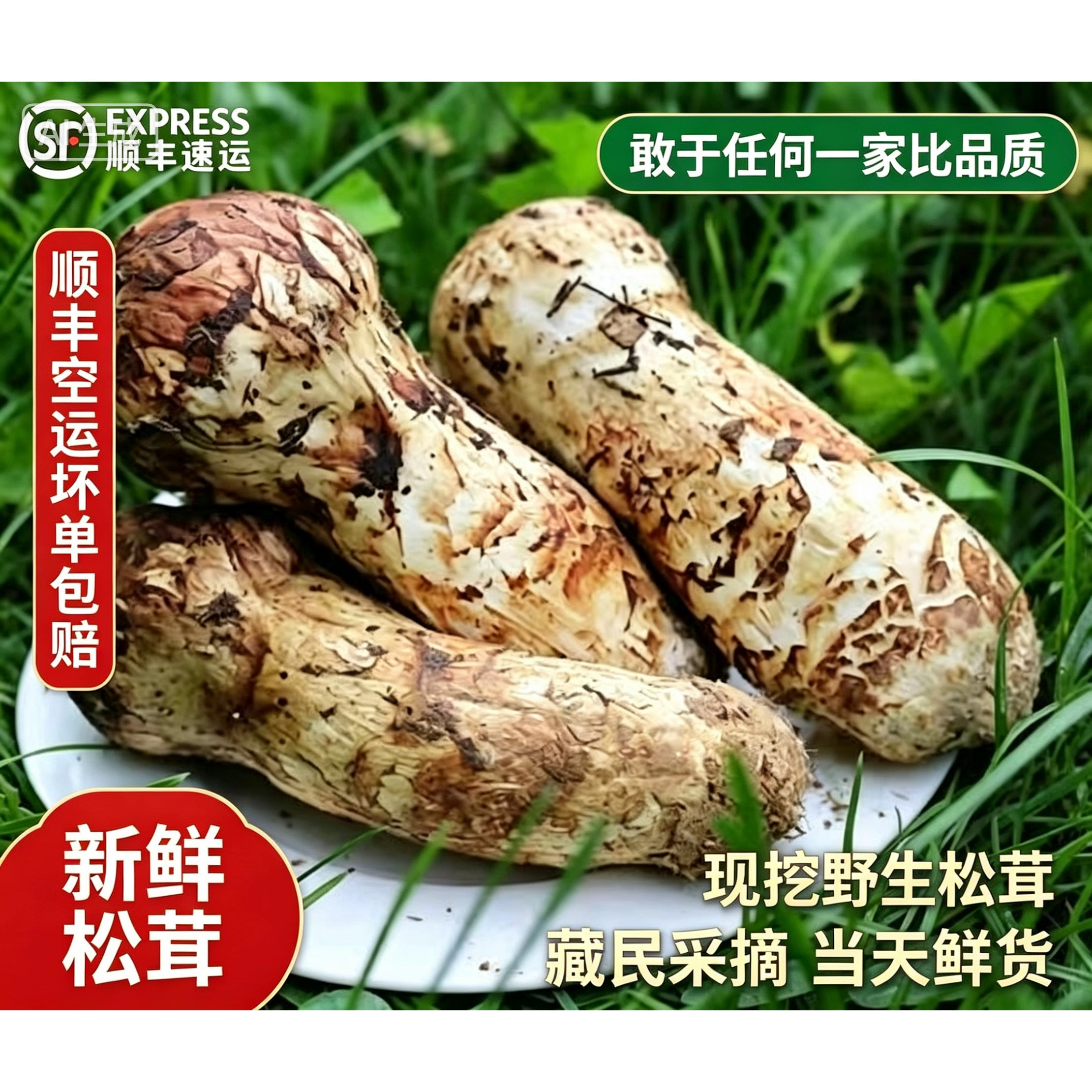 2026香格里拉新鲜松茸纯野生菌磨菇云南特产出口级不开伞精品松茸