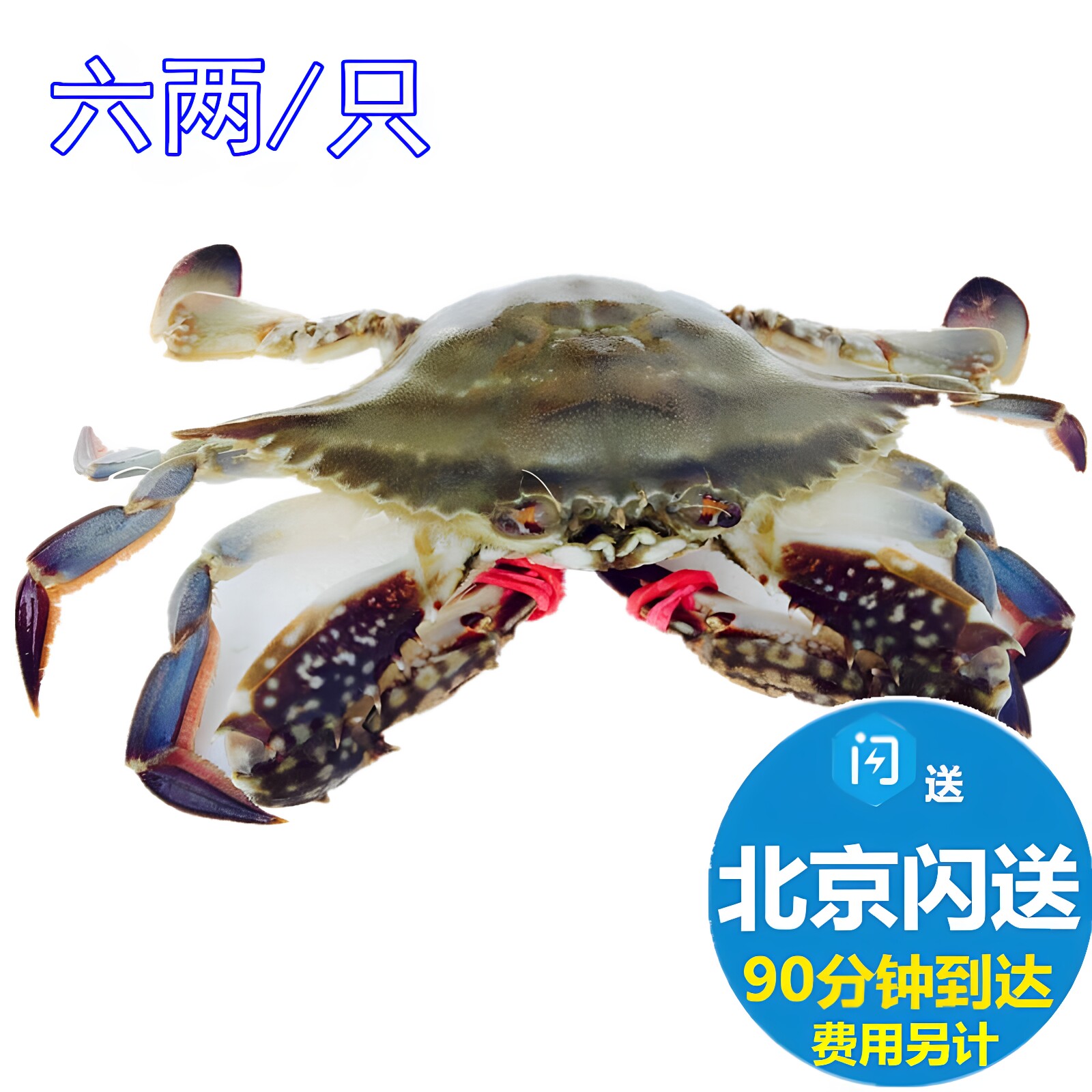 【保鲜不保活】梭子蟹 大连飞蟹公母海螃蟹花盖蟹按只6两北京闪送