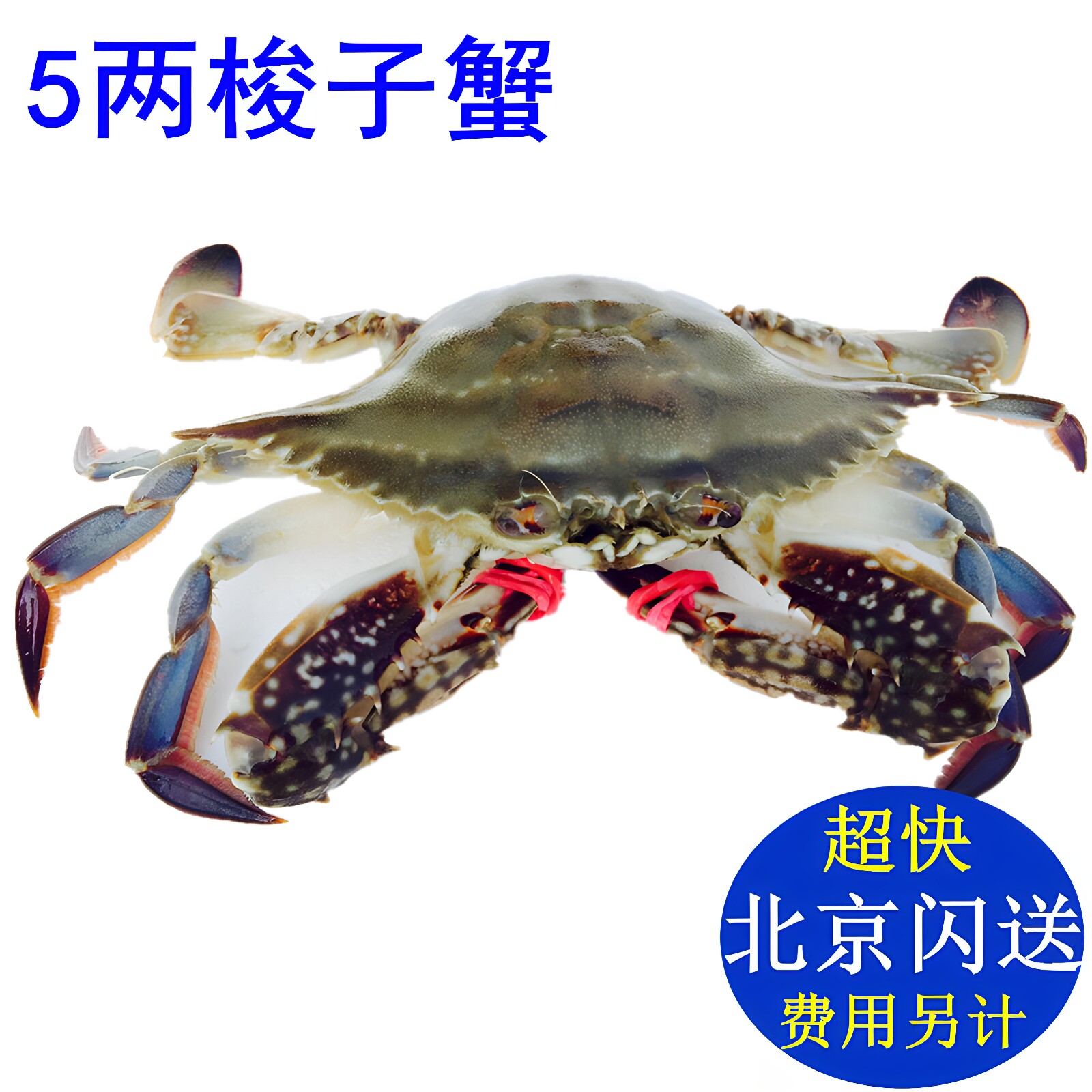 【保鲜不保活】海蟹梭子蟹 公母螃蟹大连飞蟹兰花蟹5-6两按只卖