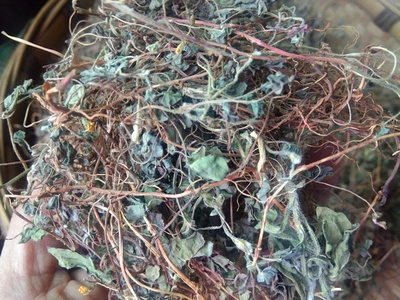 中药材野生酢浆草贵州草药酸浆草