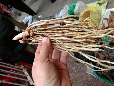 新鲜采挖万寿竹的根百尾笋中药材