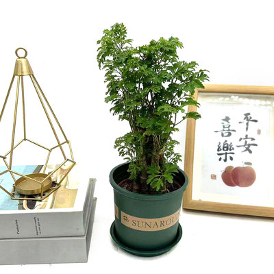 羽叶福禄桐盆栽室内办公植物桌面盆景净化空气送礼乔迁开业易养护