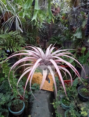 T.capitata Marron x Capitata Yellow香槟质感 卡比马龙x卡比黄