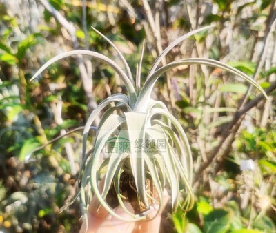 无土空气凤梨室内植物绿领园国货