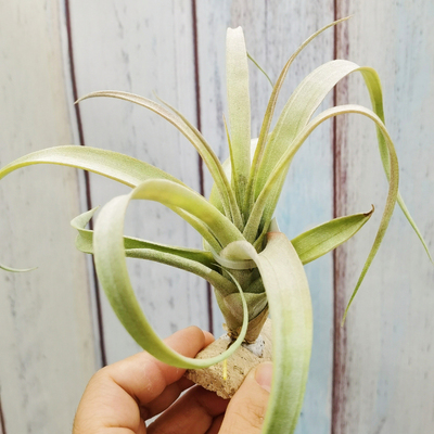 空气凤梨室内植物绿领园无土侧芽