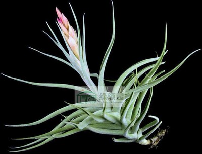 展示  热带 Tillandsia Peach Parfait少见兔子杂交黄水晶X赤兔
