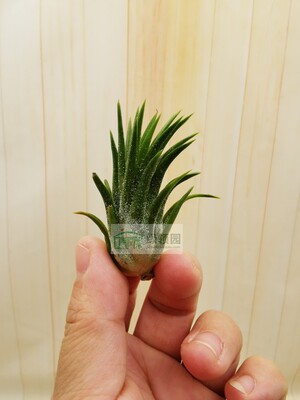 展示 空凤 热带Tillandsia ionantha 'Enano'热带版'小矮人'精灵