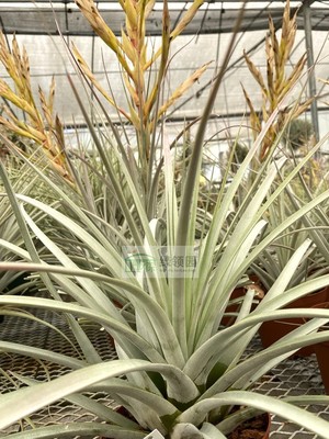 展 空凤 鸟岩 Tillandsia fasciculata x xerographica 费西X霸王