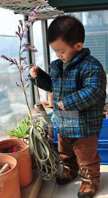 展示 空气凤梨 Tillandsia Duratii XL(fragrant) 巨型树猴